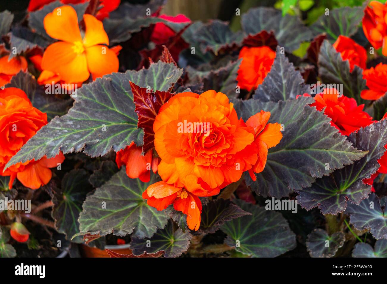 Seedling bushes of bright red begonia in flower pots Stock Photo - Alamy