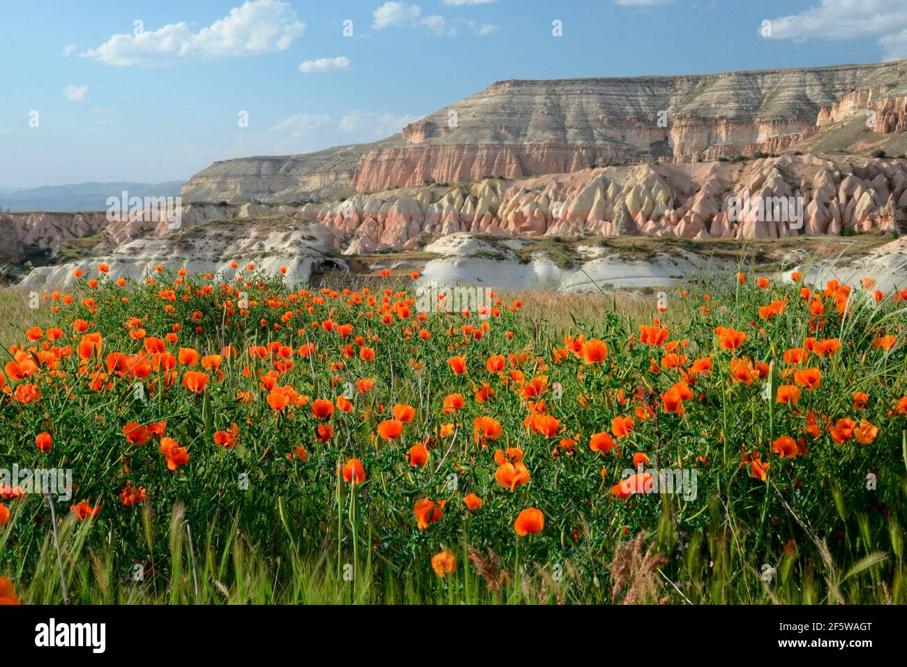 Tuff landscape, Erosion valley, Rose Valley, Cappadocia, Anatolia ...