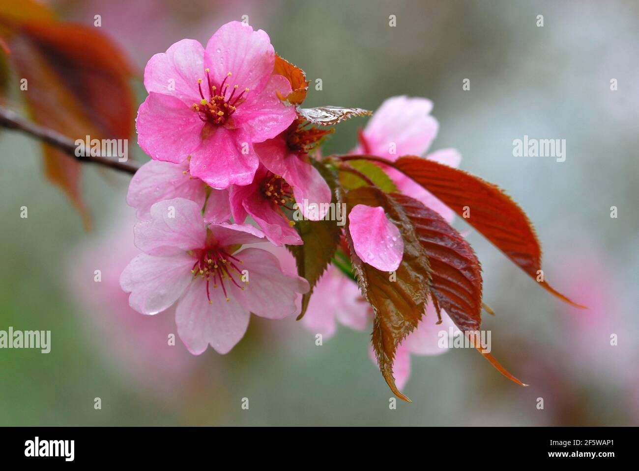 Prune leaf hi-res stock photography and images - Alamy