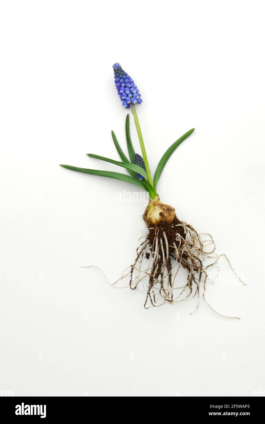 Grape hyacinth with root bulb, onion (Muscari spec Stock Photo - Alamy