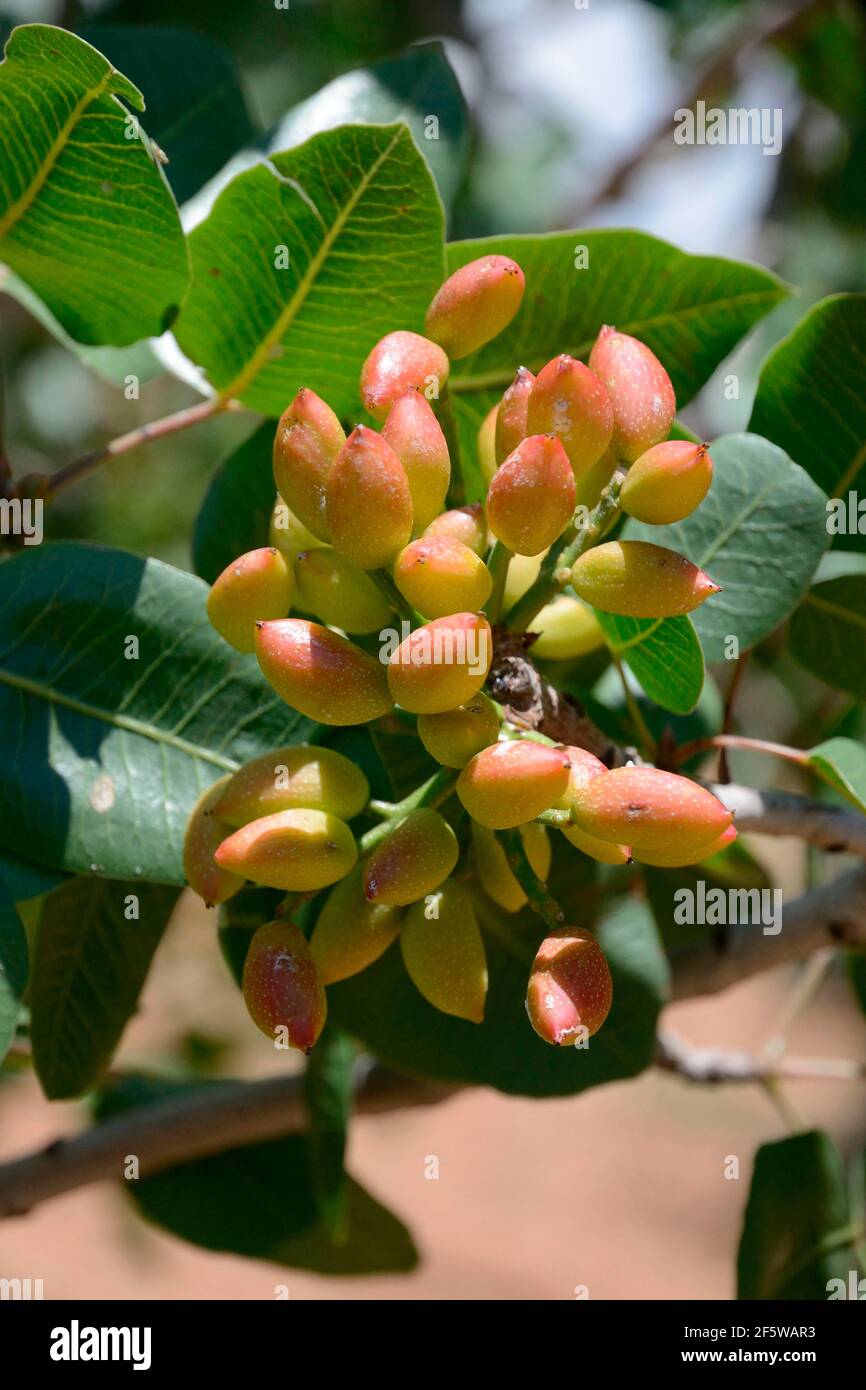 Real Pistachios (Pistacia vera) on the tree, Turkey Stock Photo - Alamy