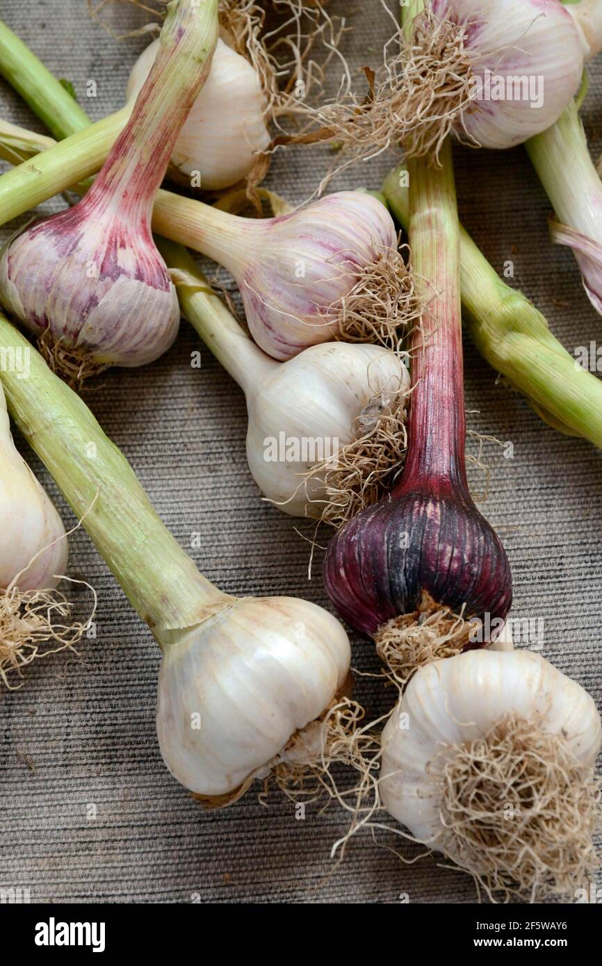Garlic Bulbs (Allium sativum Stock Photo - Alamy