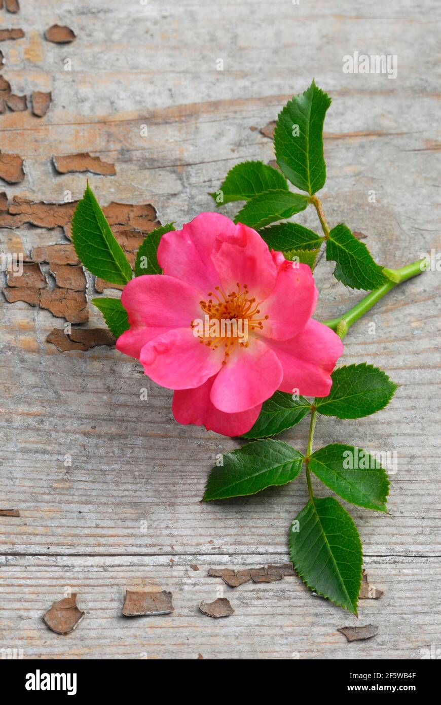 Wood rose hi-res stock photography and images - Alamy