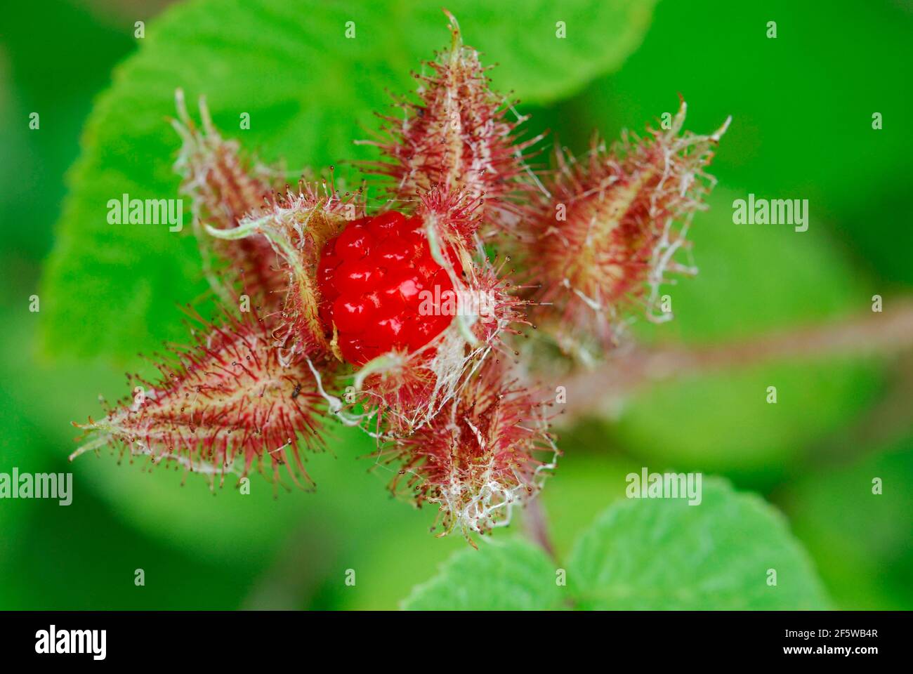 Japanese Wineberry (Rubus phoenicolasius Stock Photo - Alamy