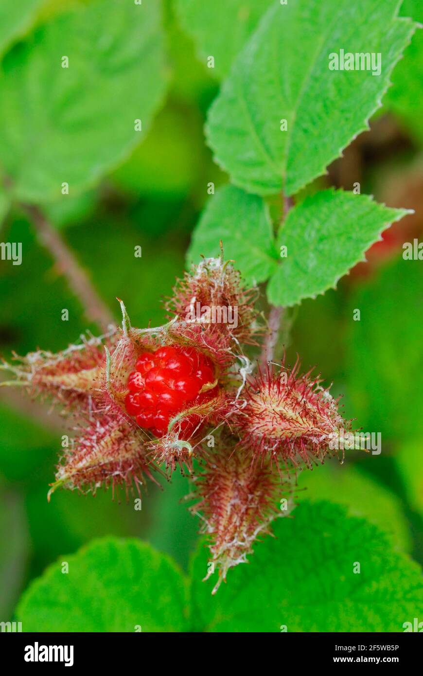 Japanese Wineberry (Rubus phoenicolasius Stock Photo - Alamy