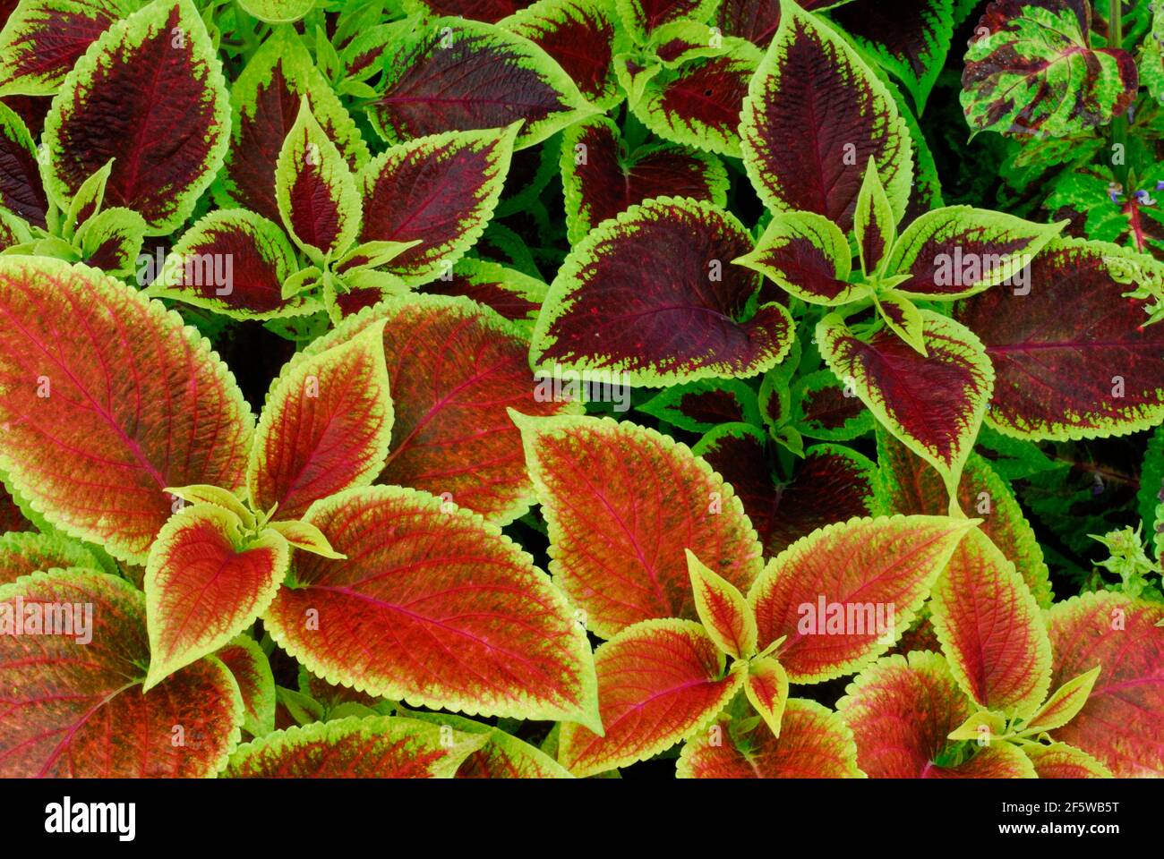 Coleus nettle (Solenostemon scutellarioides) Leaf, leaves, plants ...