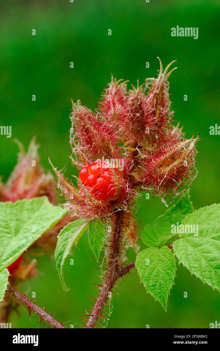 Japanese Wineberry (Rubus phoenicolasius Stock Photo - Alamy