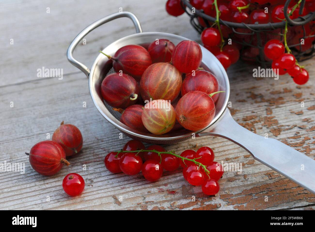Gooseberries in sieve and Redcurrants ( Ribes uva-crispa) , ( Ribes ...