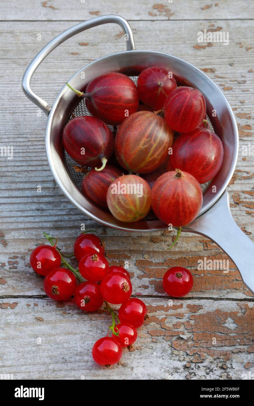 Gooseberries in sieve and Redcurrants ( Ribes uva-crispa) , ( Ribes ...