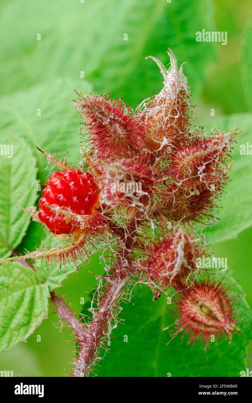 Japanese Wineberry (Rubus phoenicolasius Stock Photo - Alamy