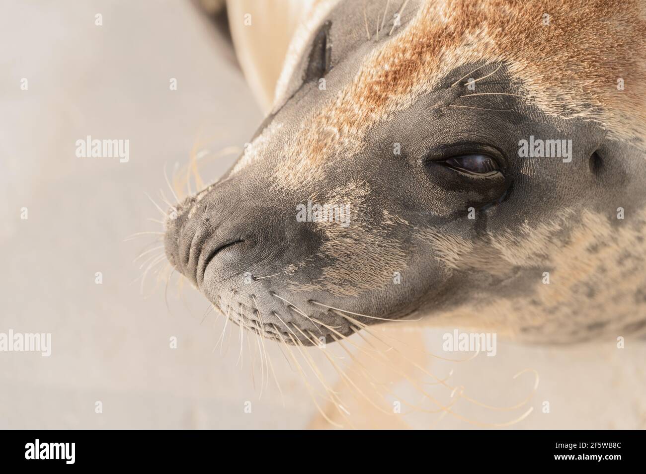 seal portrait with sad face and tears Stock Photo - Alamy