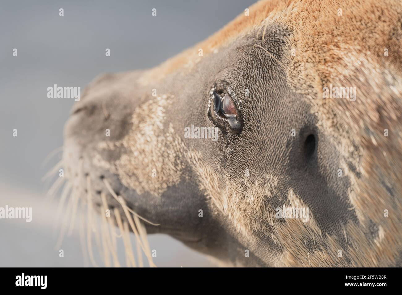 Sad seal hi-res stock photography and images - Alamy