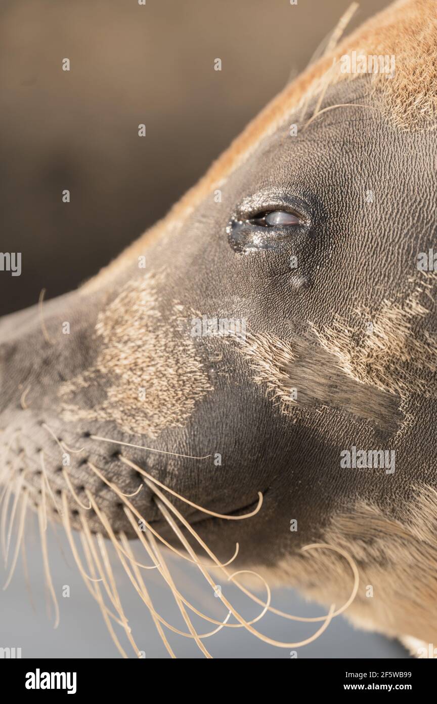seal portrait with sad face and tears Stock Photo - Alamy