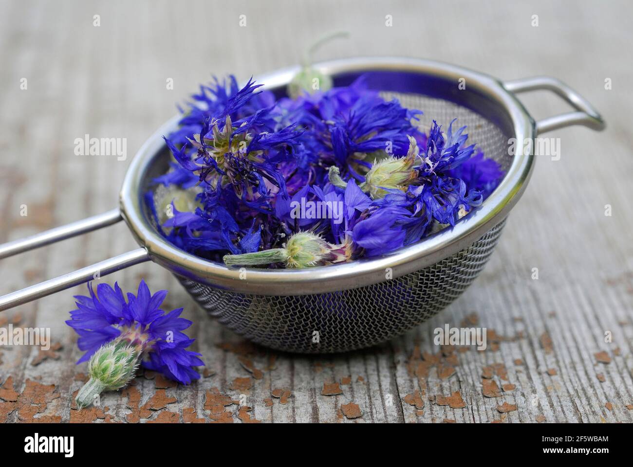 Cornflowersflower (Centaurea cyanus) , flowers in sieve Stock Photo - Alamy