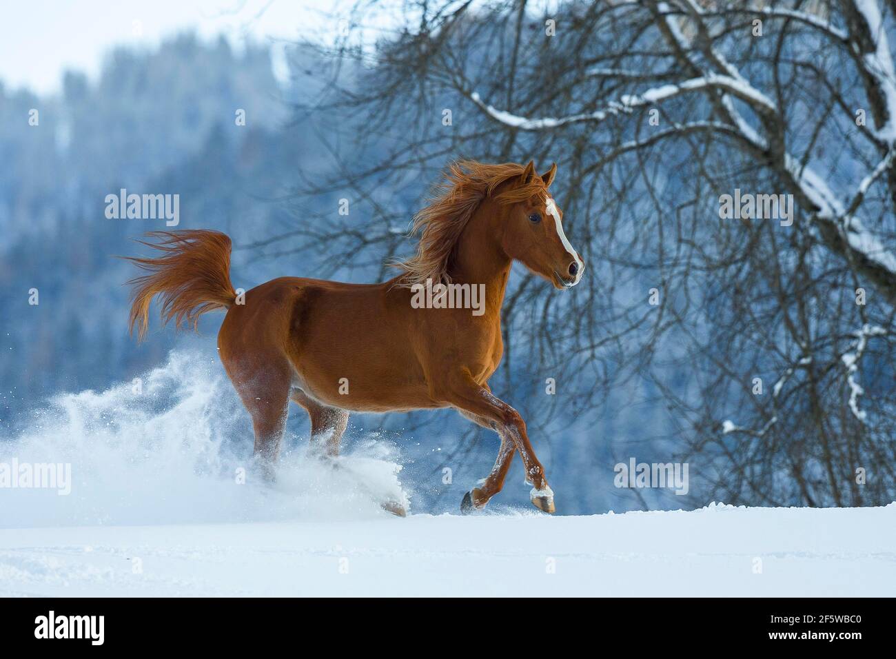 Chestnut mare hi-res stock photography and images - Alamy