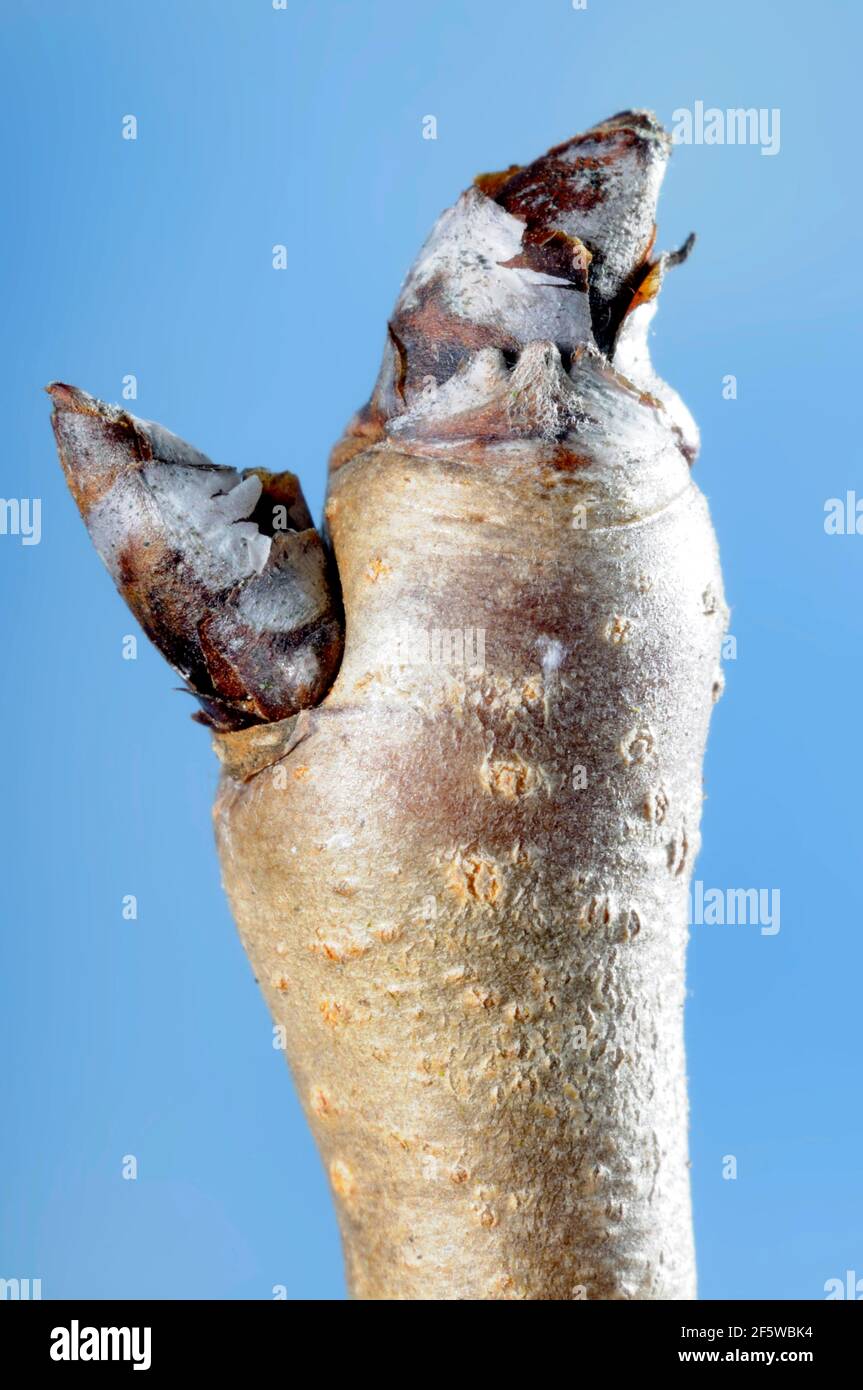 Pear detail hi-res stock photography and images - Alamy