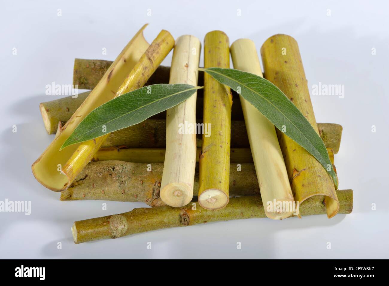 White willow (Salix alba), willow bark Stock Photo - Alamy