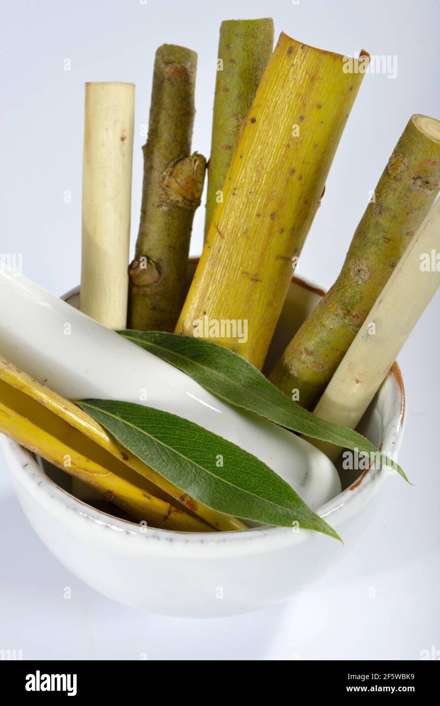 White willow (Salix alba), willow bark Stock Photo - Alamy