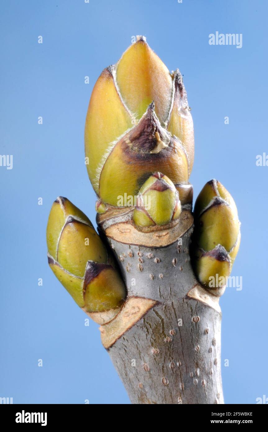 Sycamore maple (Acer pseudoplatanus), but Stock Photo - Alamy