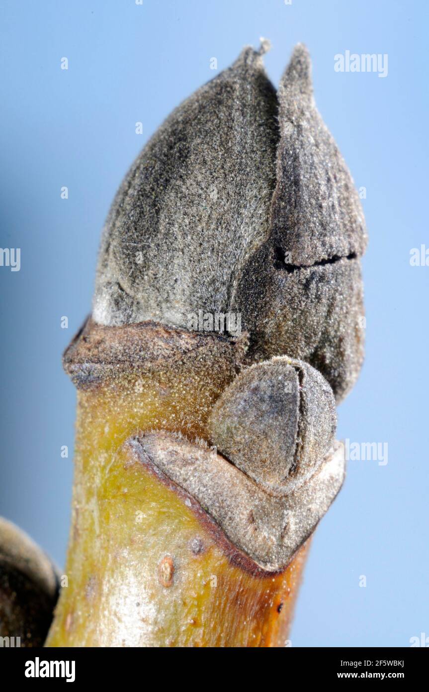 Walnut bud (Juglans regia Stock Photo - Alamy