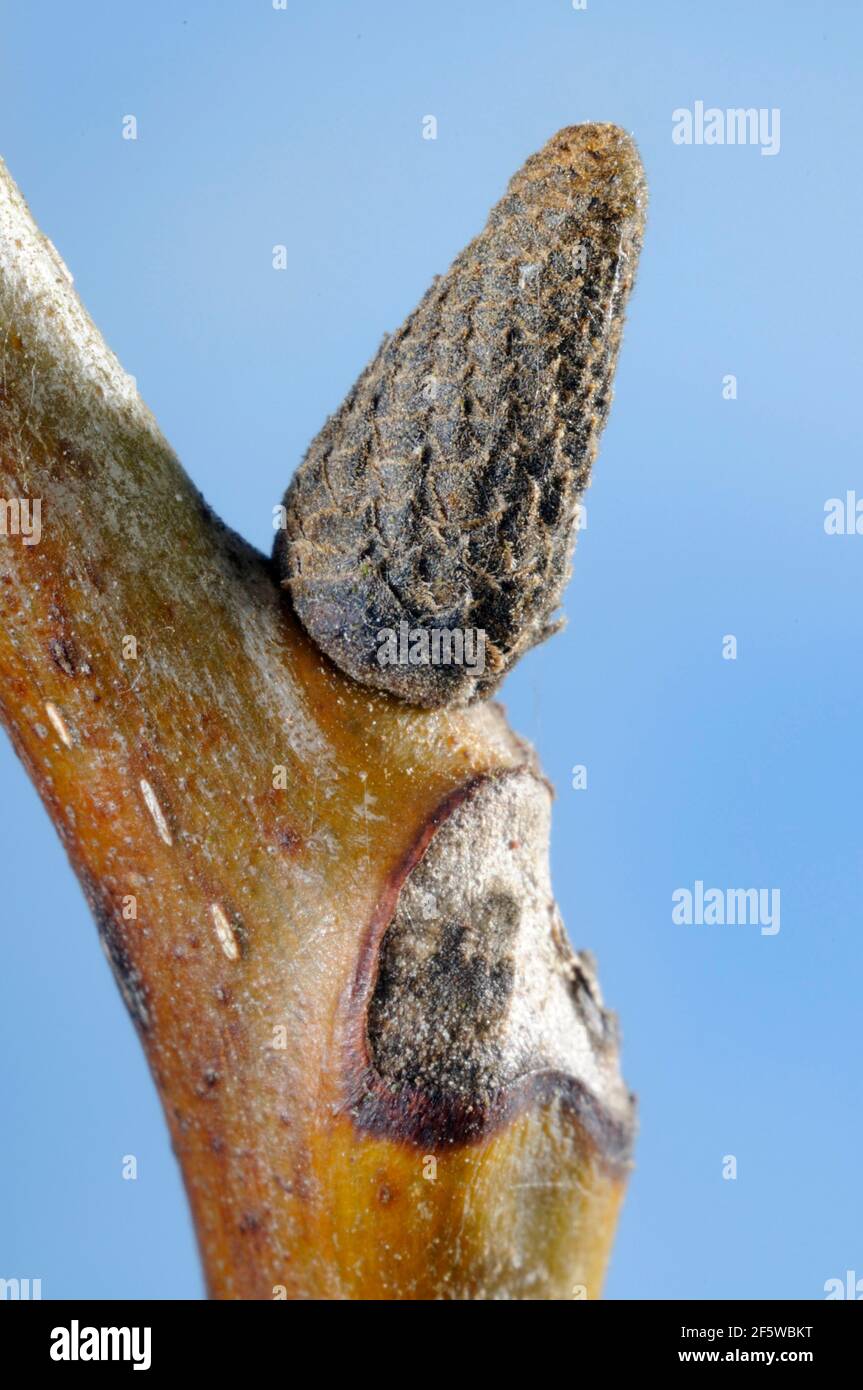 Walnut bud (Juglans regia Stock Photo - Alamy