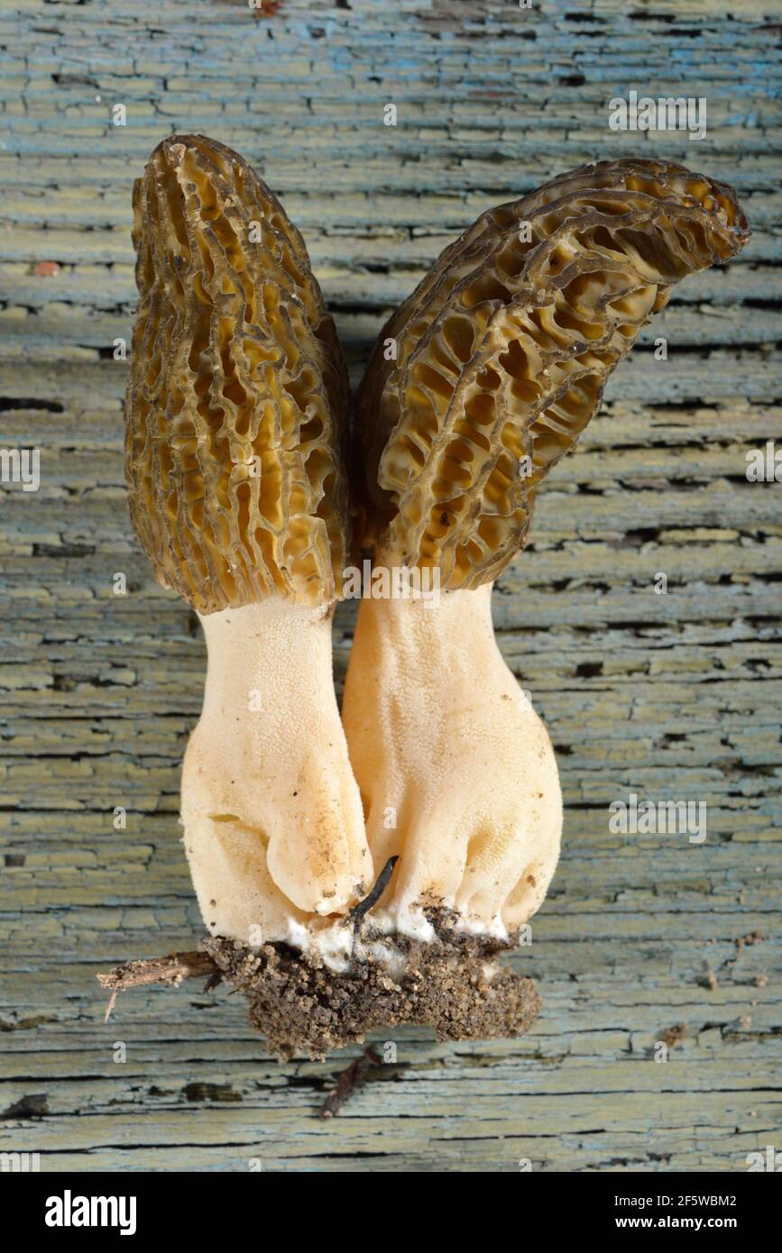 Black morel (Morchella conica Stock Photo - Alamy