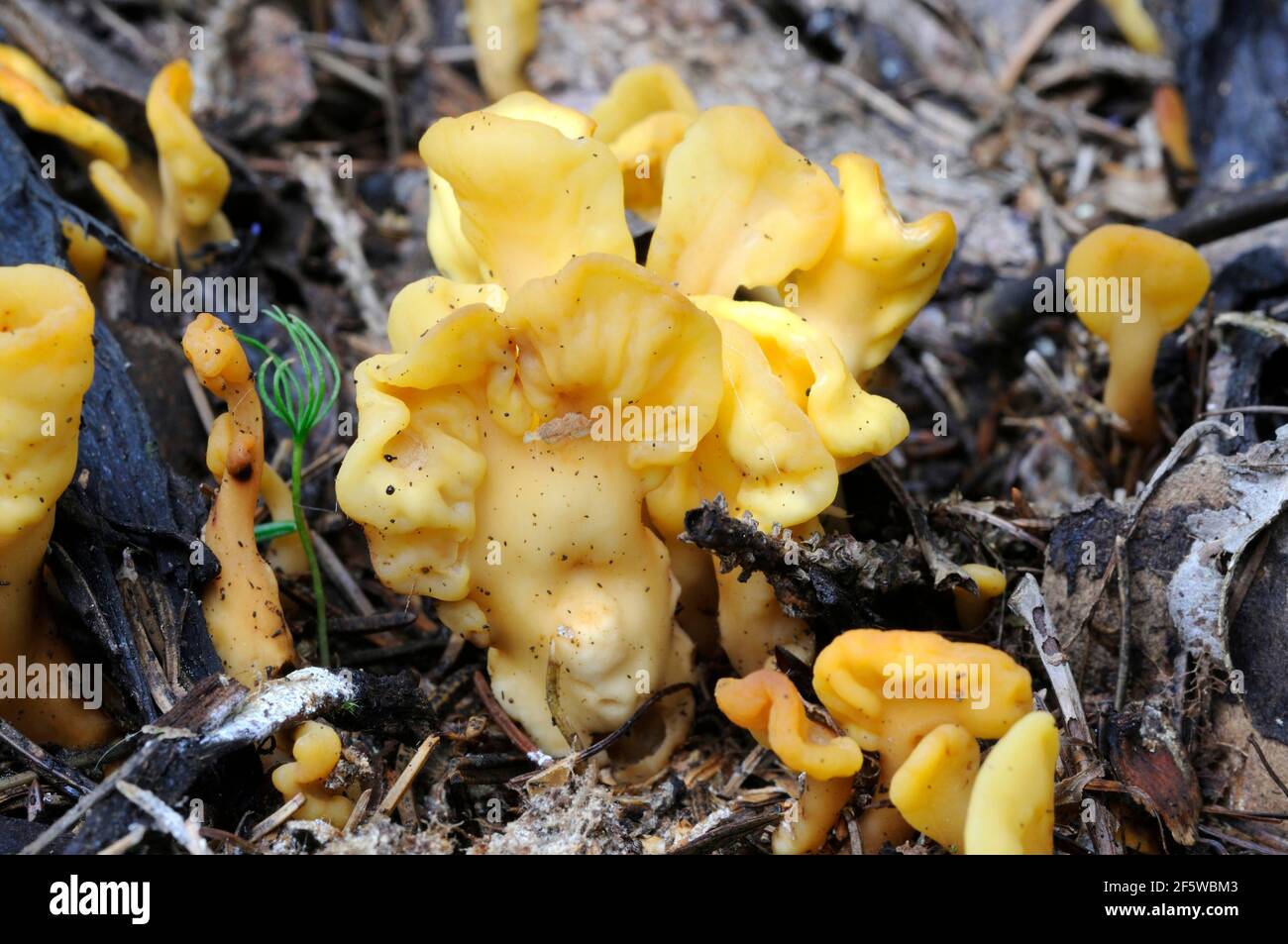 Yellow earth tongue, the yellow fan, the fairy fan (Spathularia flavida ...