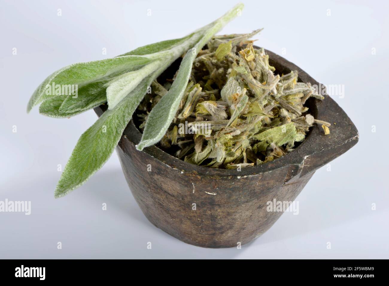 Greek mountain tea (Sideritis syriaca Stock Photo - Alamy