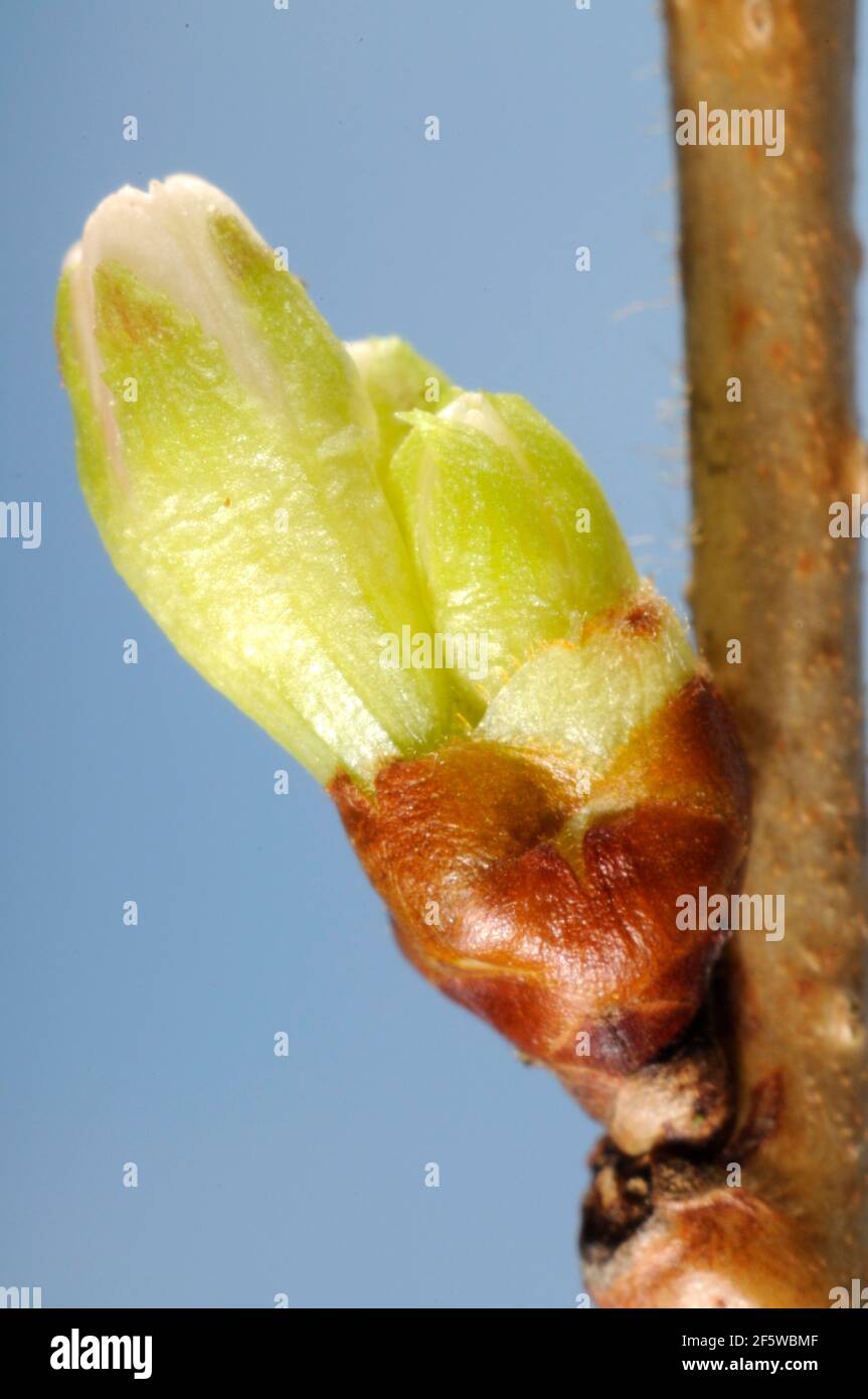 Higan cherry (Prunus subhirtella), Higan cherry, Rosebud cherry, but ...