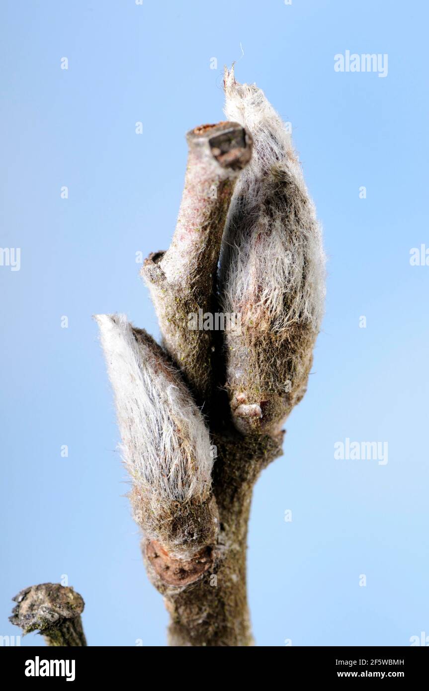 European rowan (Sorbus aucuparia) Bud Stock Photo - Alamy