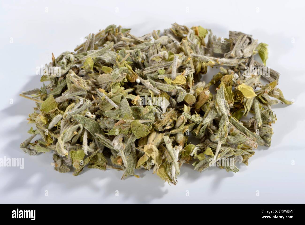 Greek mountain tea (Sideritis syriaca Stock Photo - Alamy
