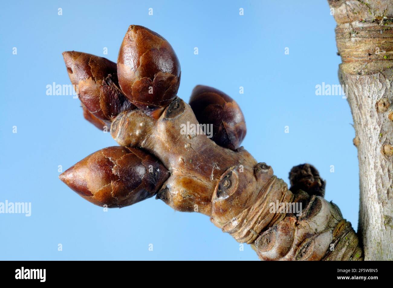 Cherry bud (Prunus avium Stock Photo - Alamy