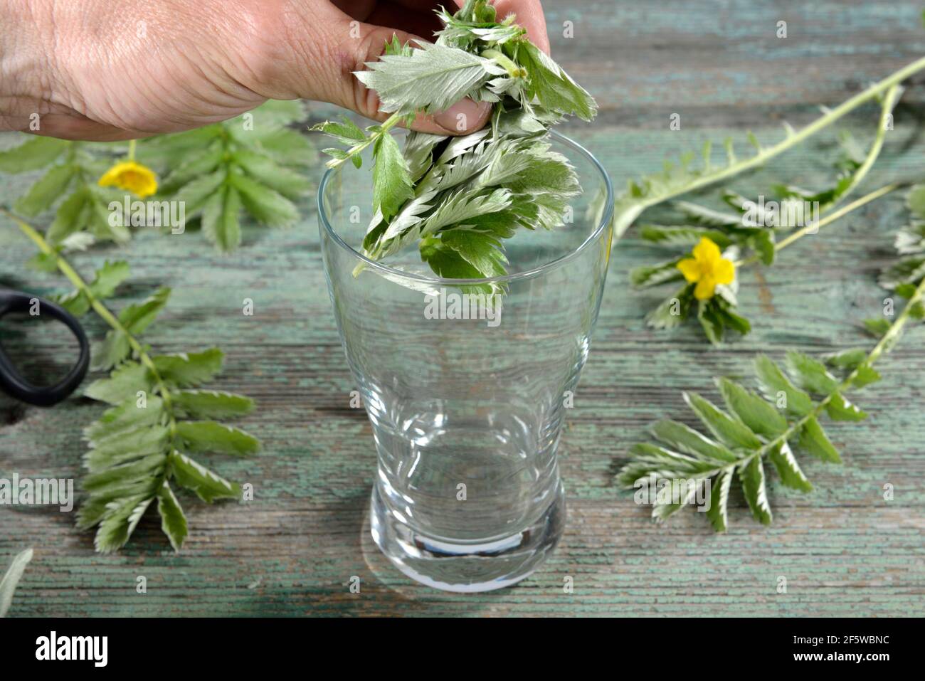 Production Goose milk (Potentilla anserina) (Anserinae herba ...