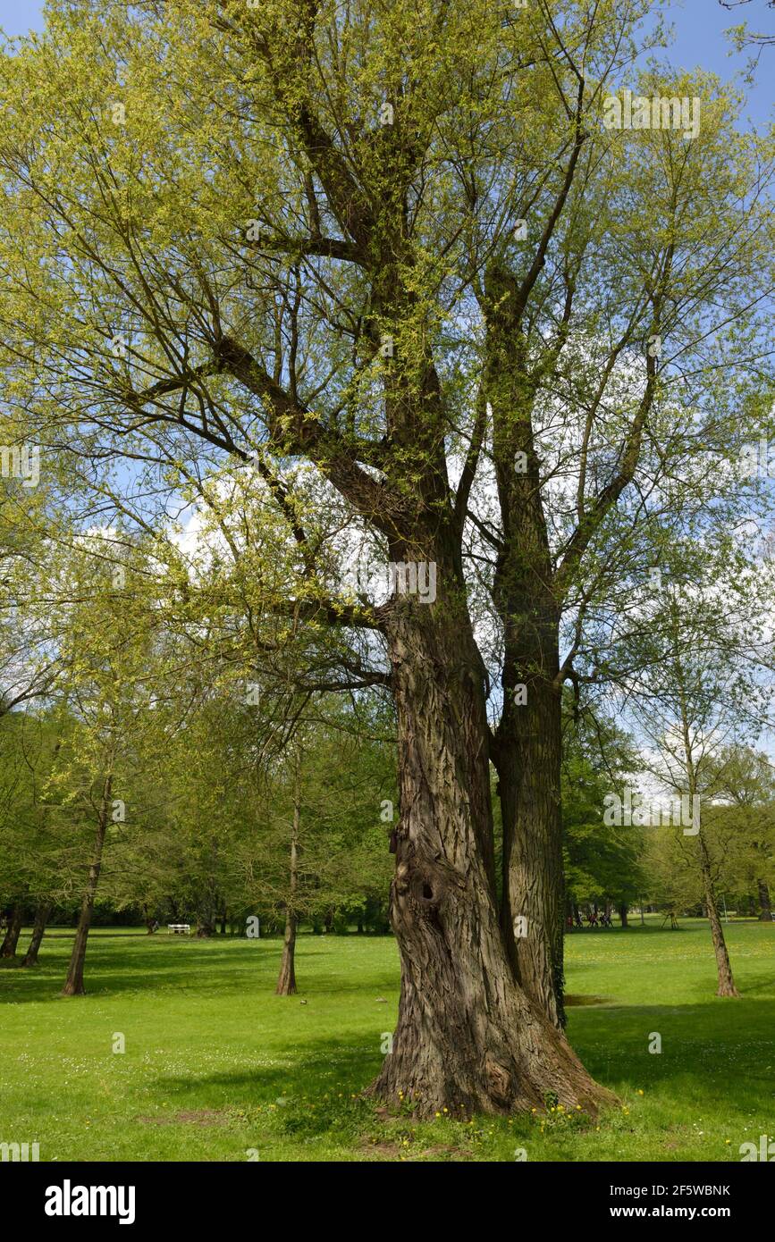 White willow (Salix alba Stock Photo - Alamy