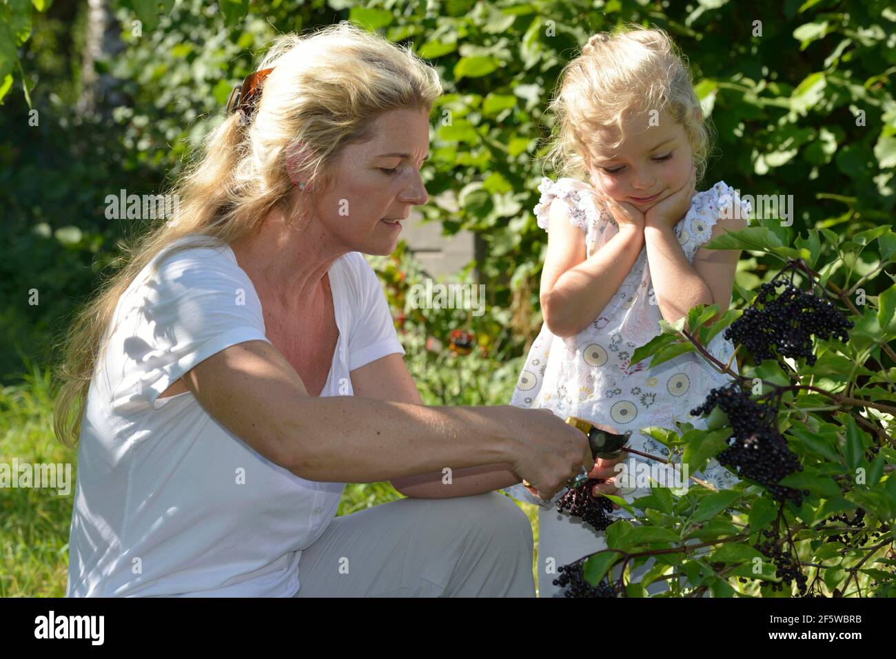 Sambucus nigra woman fruit hi-res stock photography and images - Alamy