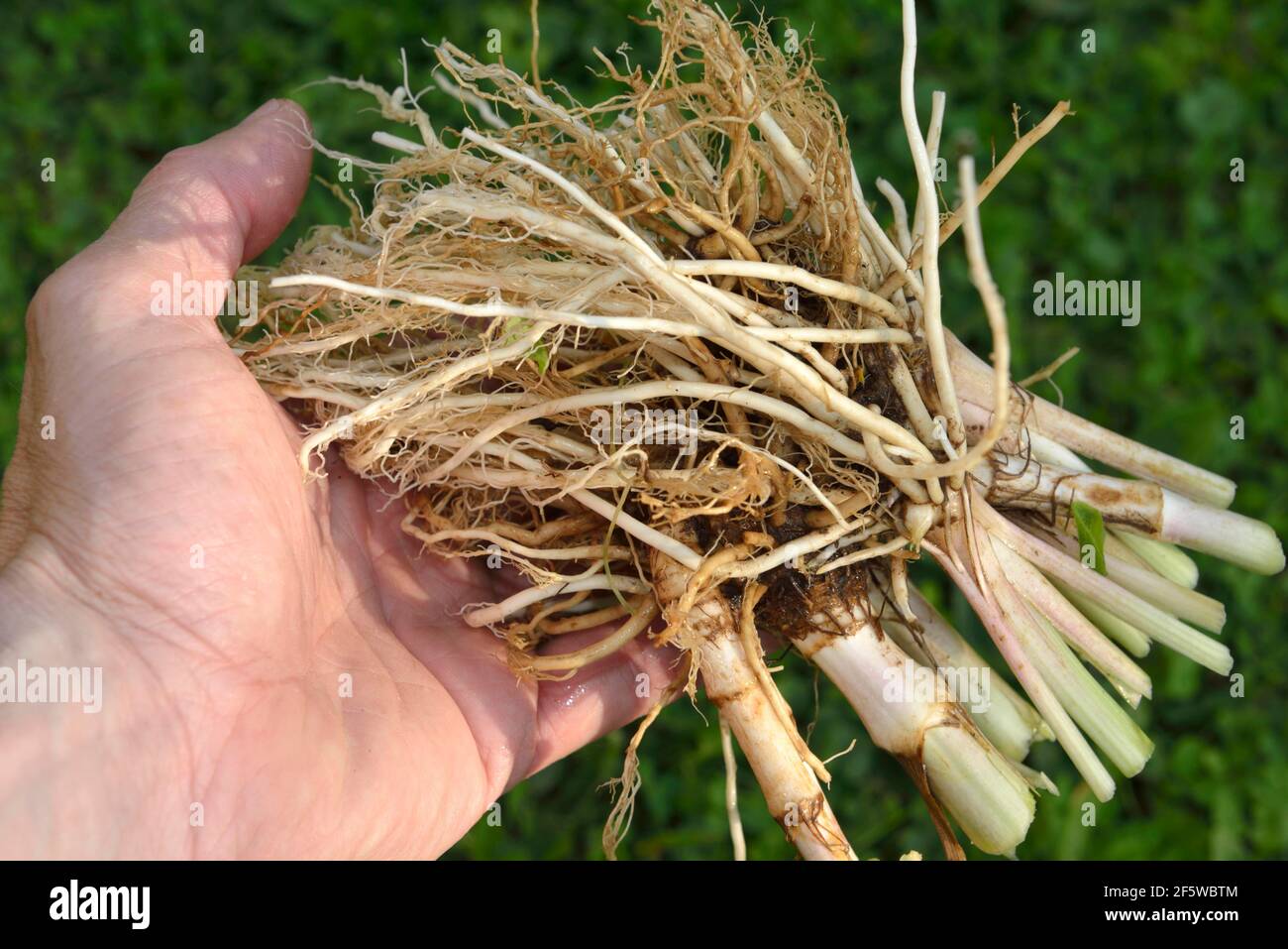 Valerian, root (Valeriana officinalis Stock Photo - Alamy