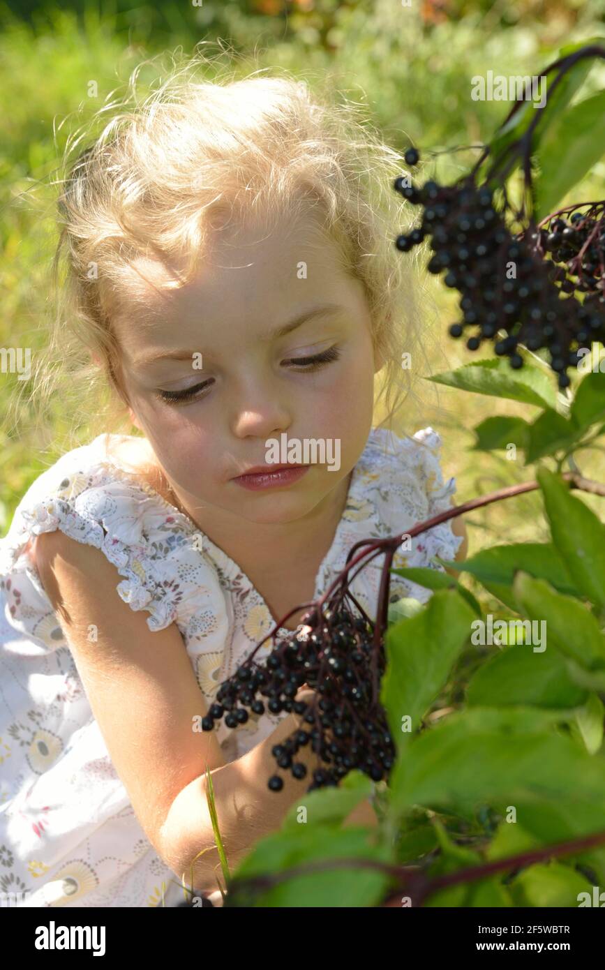 Elderberry harvest hi-res stock photography and images - Alamy