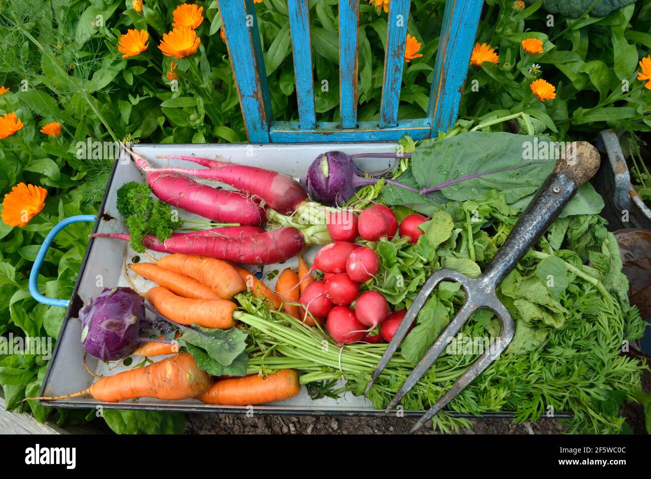 Carrots (Daucus carota), radishes (Raphanus sativus var. sativus ...