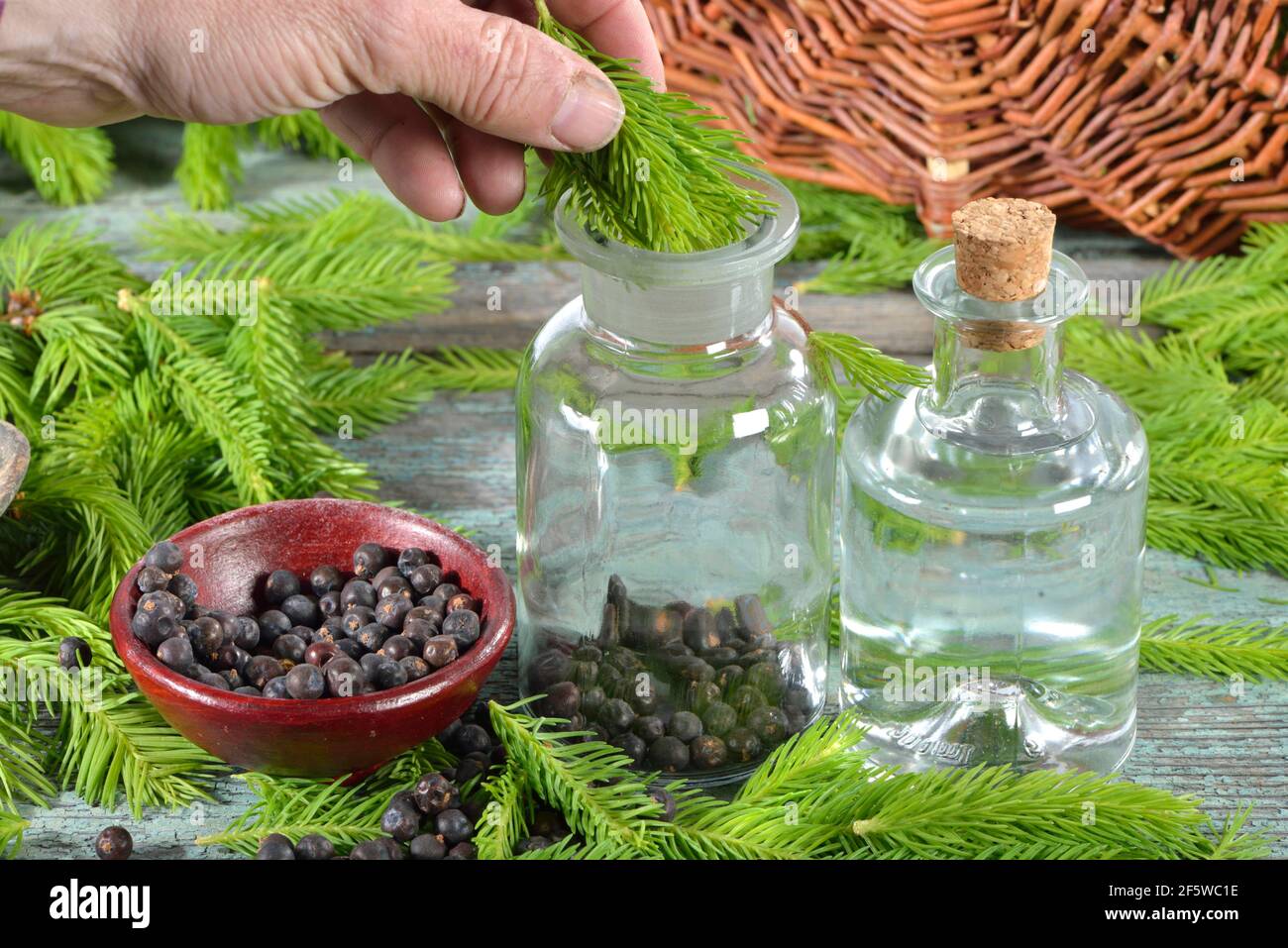 Production of french brandy, spruce branches, juniper berries, spirit ...