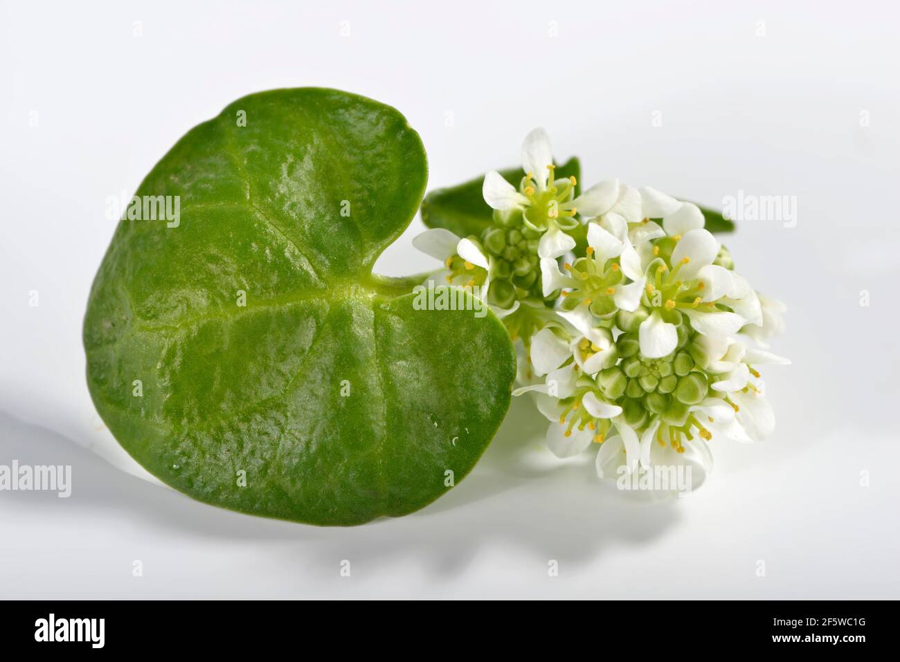 List of IUCN Red List Vulnerable plants (Cochlearia bavarica Stock ...