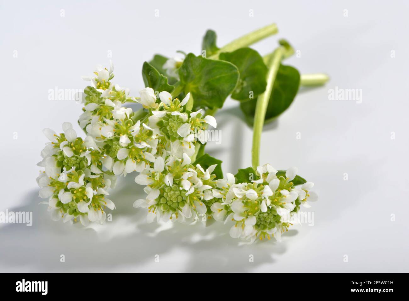 List of IUCN Red List Vulnerable plants (Cochlearia bavarica Stock ...