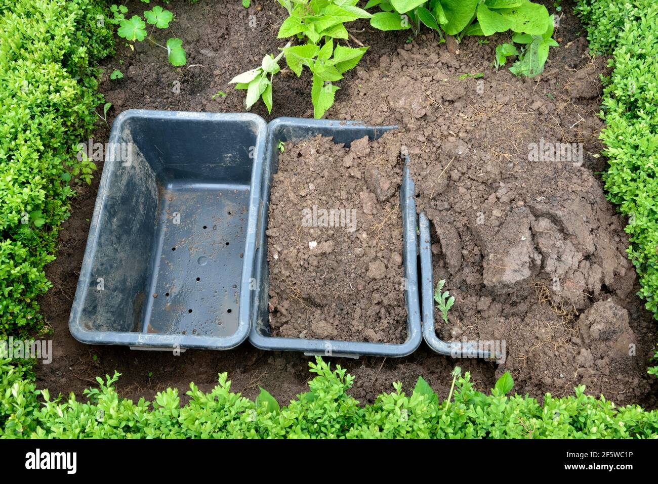 Planting mint with root barrier Stock Photo - Alamy