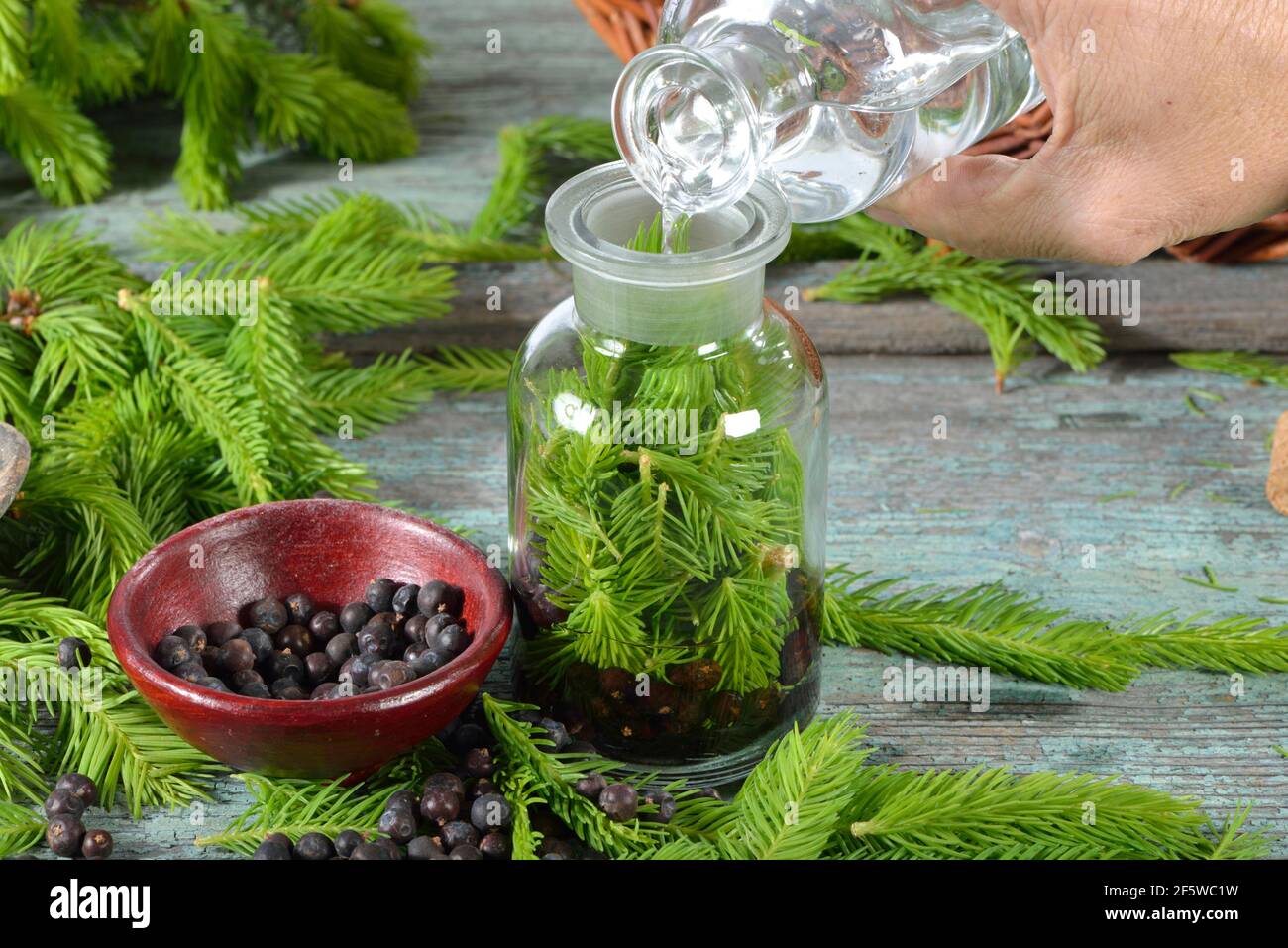 Production of french brandy, spruce branches, juniper berries, spirit ...