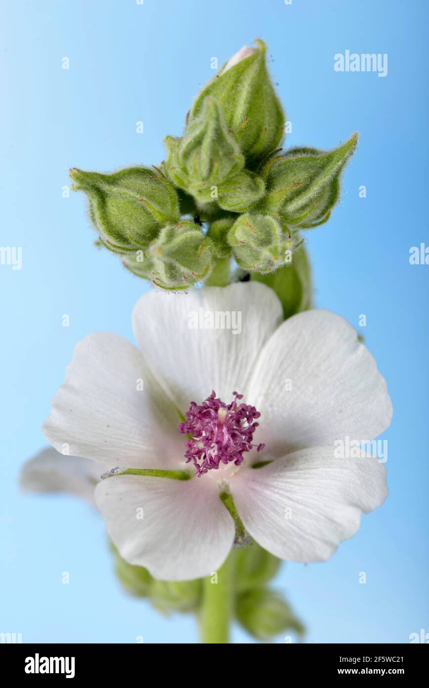 Althaea officinalis (Althaea officinalis officinalis Stock Photo - Alamy