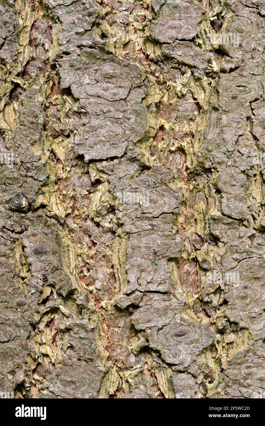 Douglas fir bark pseudotsuga menziesii hi-res stock photography and ...