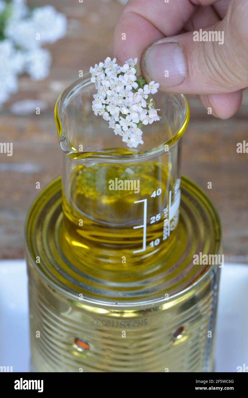 Production Yarrow ointment (Achillea millefolium), Yarrow ointment ...