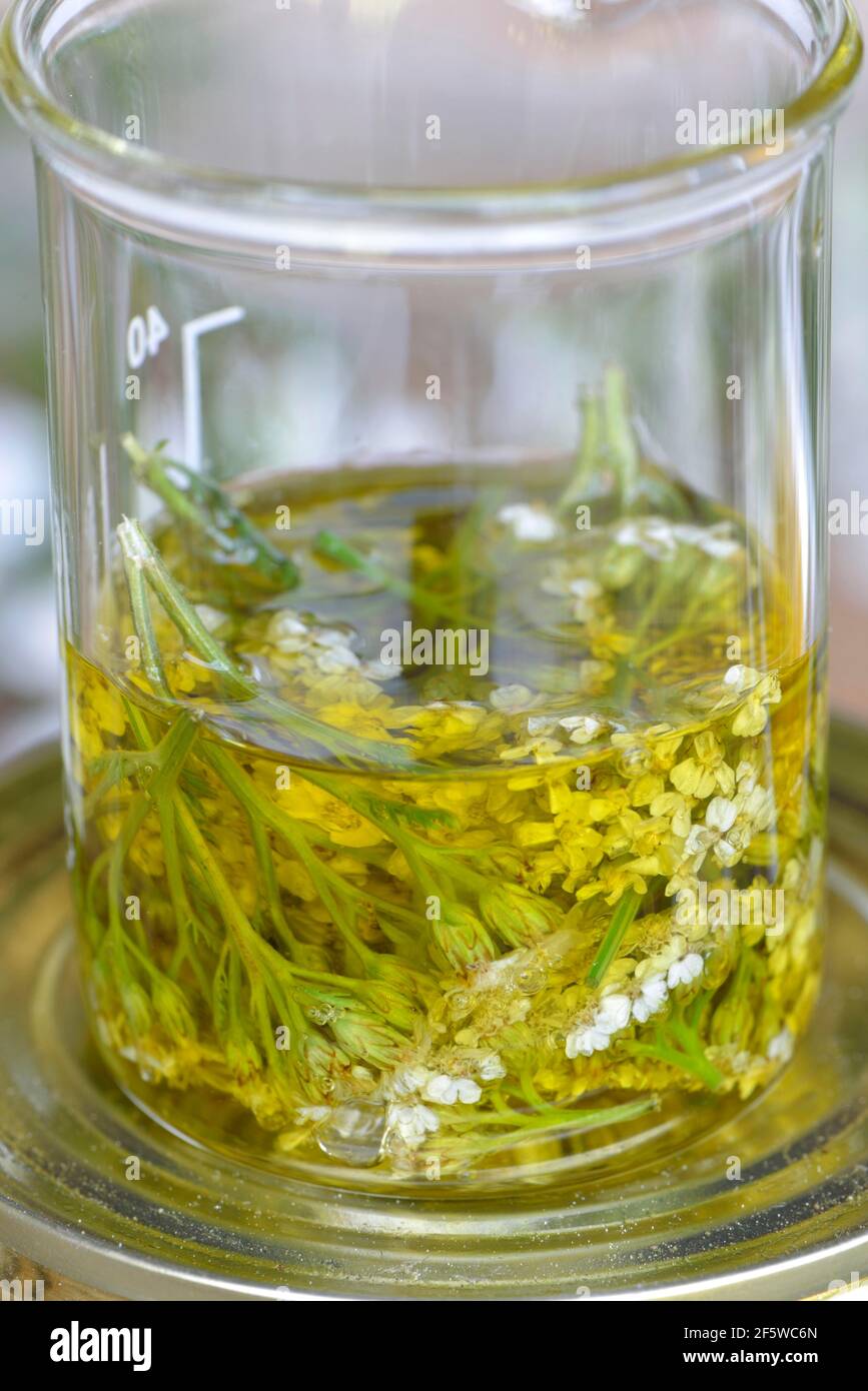 Production Yarrow ointment (Achillea millefolium), Yarrow ointment ...