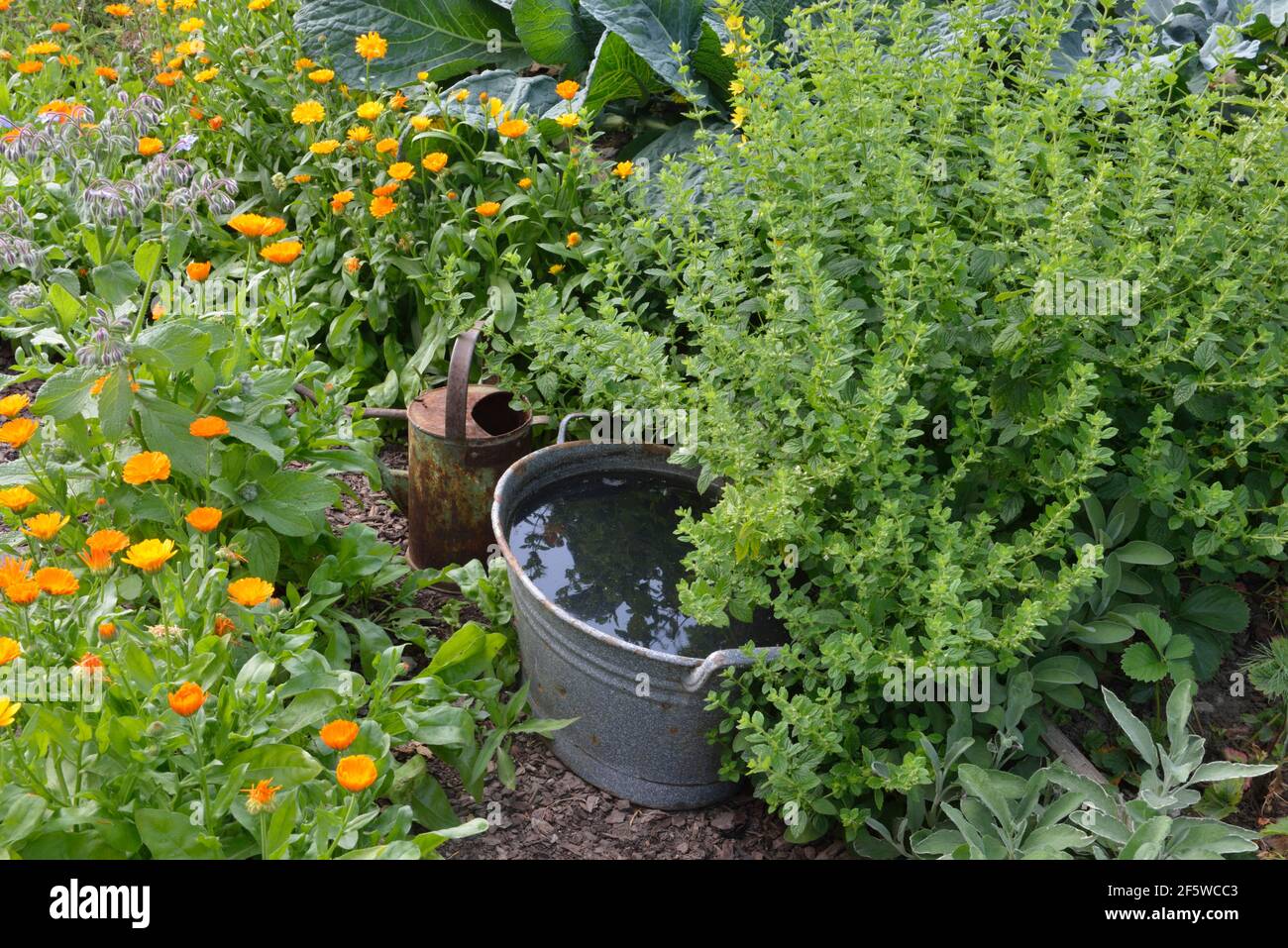 Production of stinging nettle liquid manure (Urtica dioica Stock Photo ...