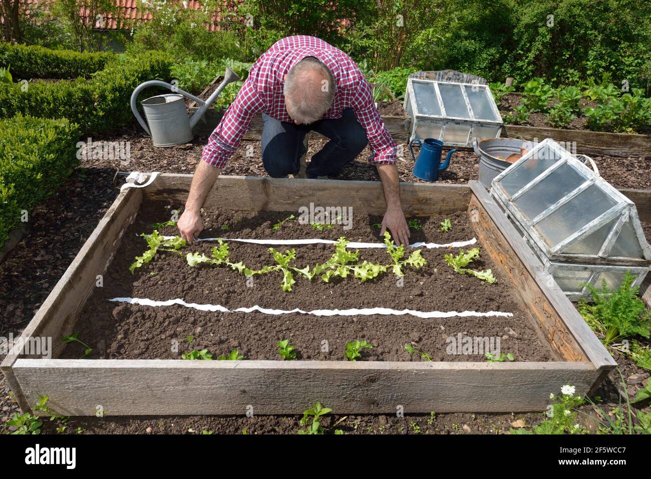Planting vegetable patch with seed tape Stock Photo - Alamy