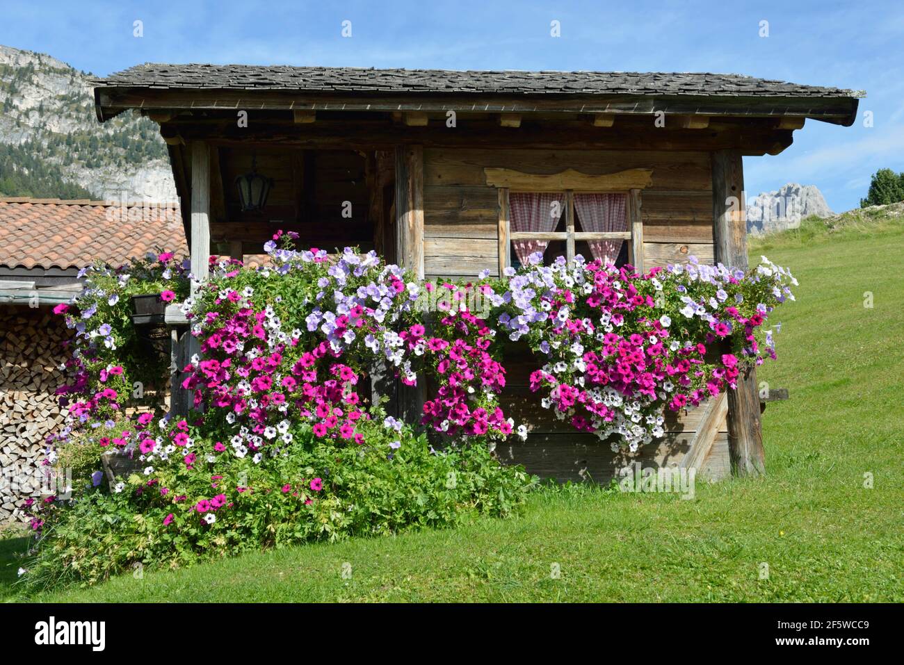 Wooden shed with petunias (Petunia x hybrida), Val Gardena, South Tyrol ...